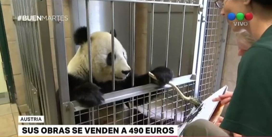 Oso panda pintor vende sus obras a 490 euros | Telefe Noticias